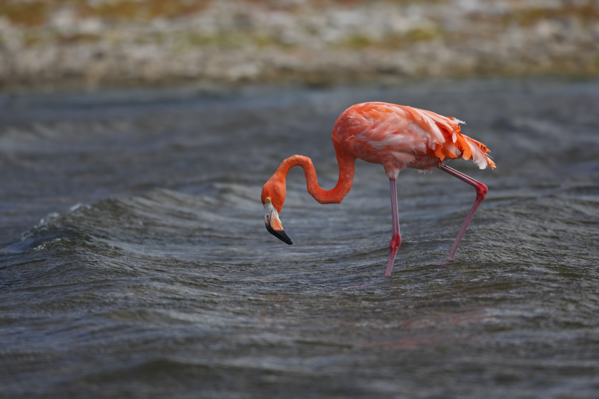 flamingos-and-salt-flats