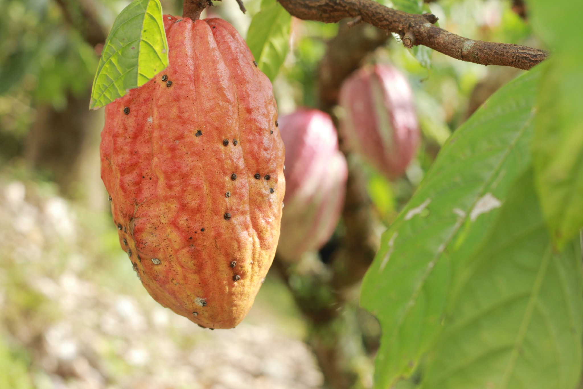 caribbean-chocolate-experience
